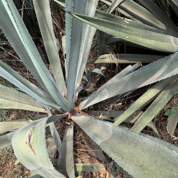 Agave americana | Century plant - Indian Garden Plants