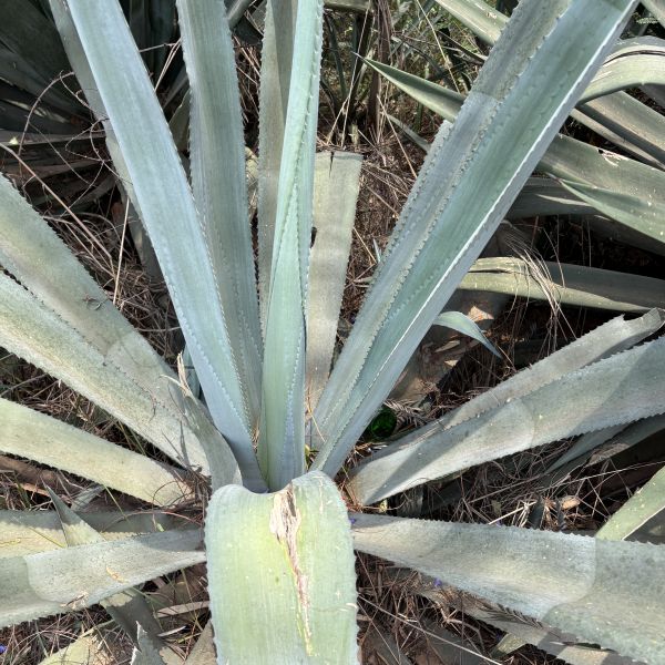 Agave americana | Century plant - Indian Garden Plants