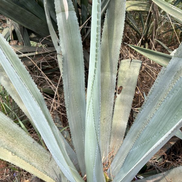 Agave americana | Century plant - Indian Garden Plants