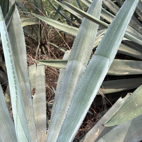 Agave americana | Century plant - Indian Garden Plants