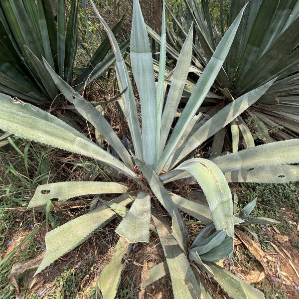 Agave americana | Century plant - Indian Garden Plants