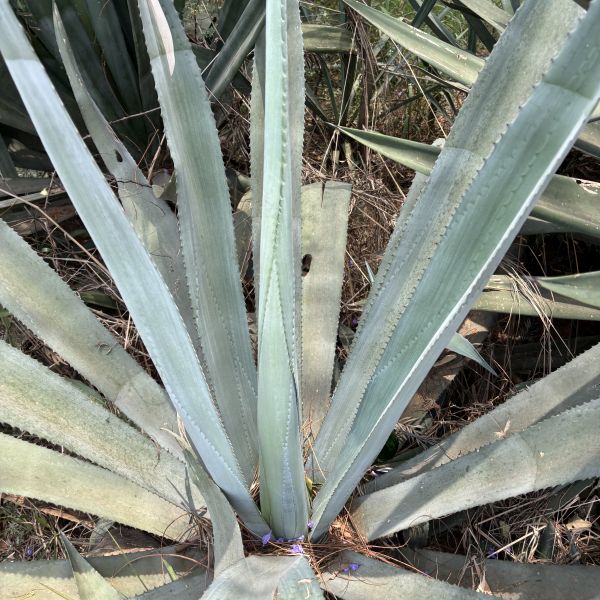 Agave americana | Century plant - Indian Garden Plants