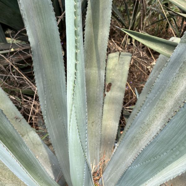 Agave americana | Century plant - Indian Garden Plants