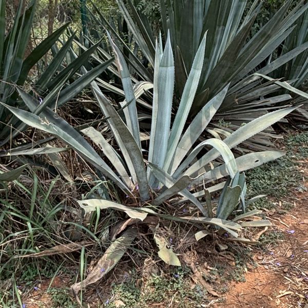 Agave americana | Century plant - Indian Garden Plants