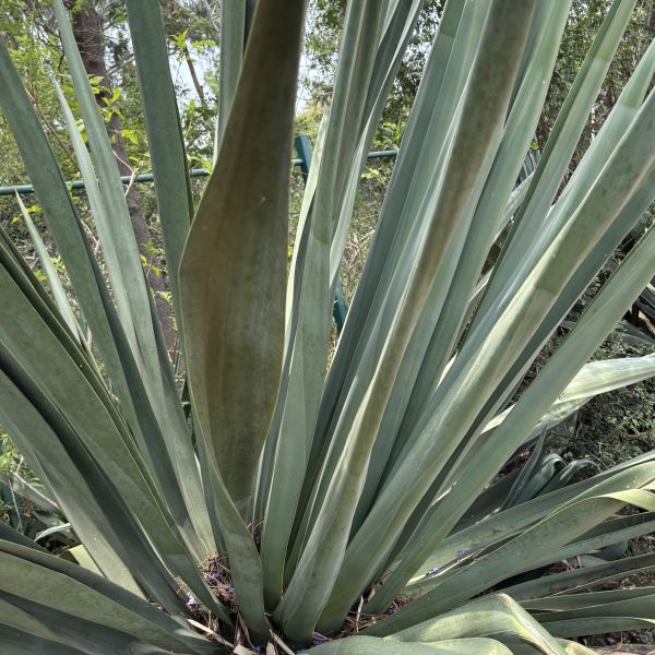 Agave sisalana | Sisal - Leafy Indian plants