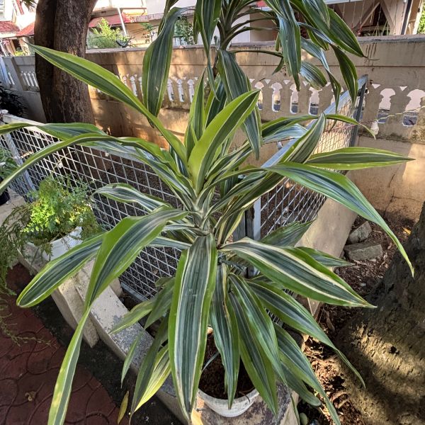 Dracaena Fragrans | Cornstalk dracaena | Striped dracaena - Green Catalog