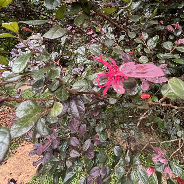 Loropetalum chinense | Chinese fringe flower - Indian garden trees