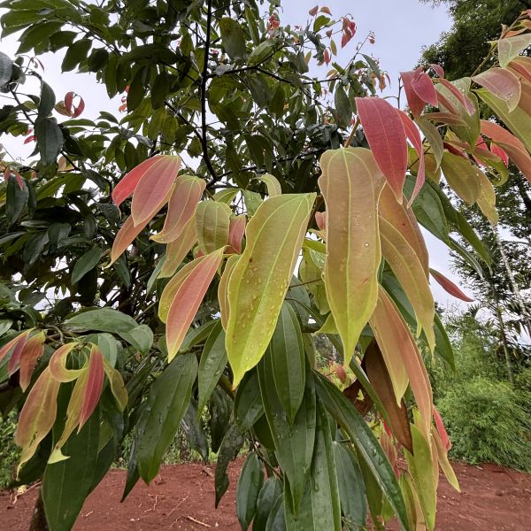 Cinnamomum malabatru | Wild cinnamon - Indian trees