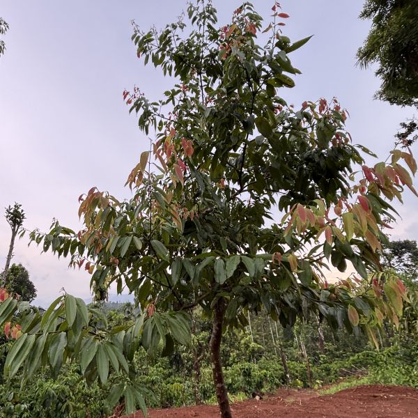 Cinnamomum malabatru | Wild cinnamon - Indian trees