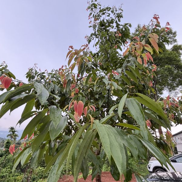 Cinnamomum malabatru | Wild cinnamon - Indian trees