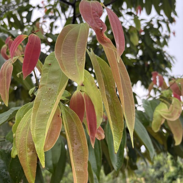Cinnamomum malabatru | Wild cinnamon - Indian trees