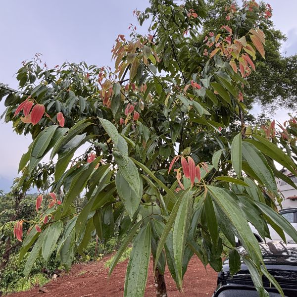 Cinnamomum malabatru | Wild cinnamon - Indian trees
