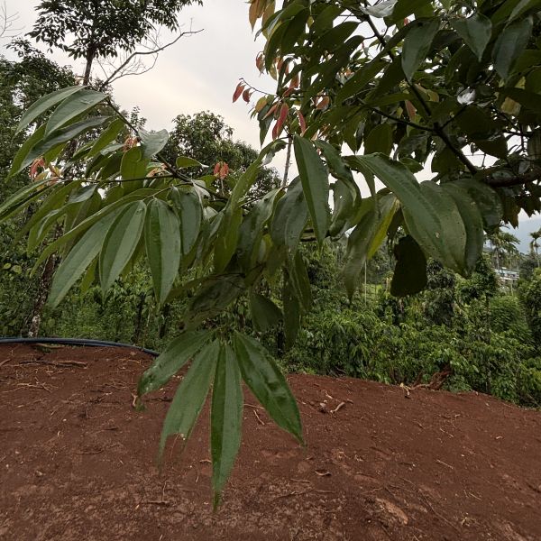 Cinnamomum malabatru | Wild cinnamon - Indian trees
