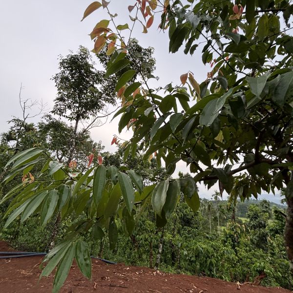 Cinnamomum malabatru | Wild cinnamon - Indian trees