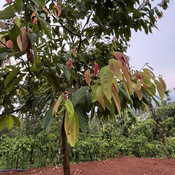 Cinnamomum malabatru | Wild cinnamon - Indian trees