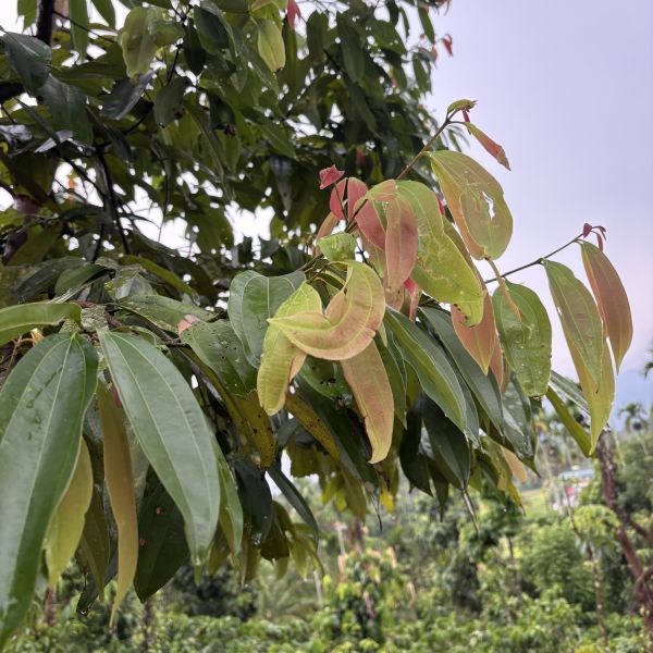 Cinnamomum malabatru | Wild cinnamon - Indian trees