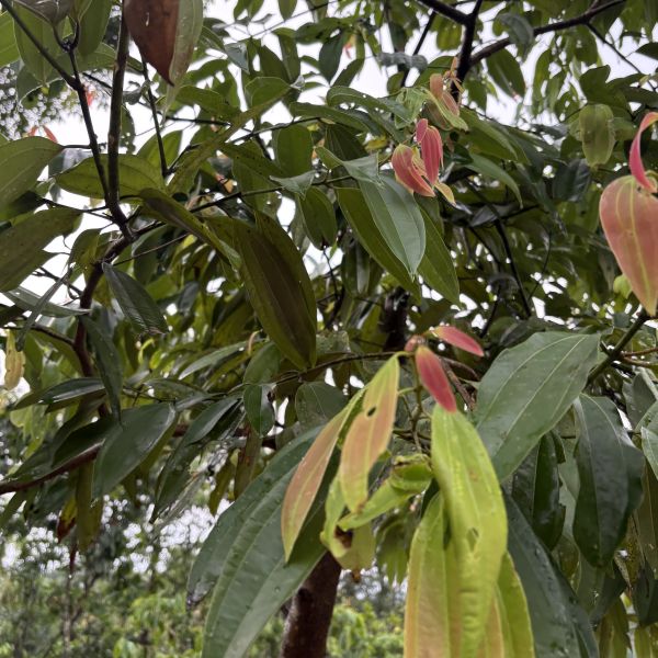 Cinnamomum malabatru | Wild cinnamon - Indian trees