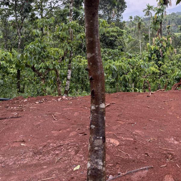 Cinnamomum malabatru | Wild cinnamon - Indian trees
