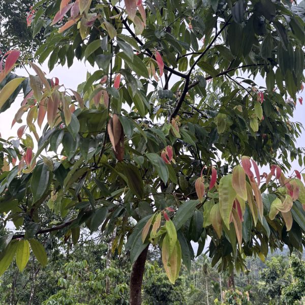 Cinnamomum malabatru | Wild cinnamon - Indian trees