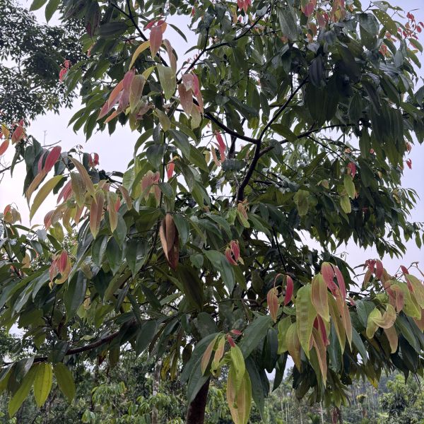 Cinnamomum malabatru | Wild cinnamon - Indian trees