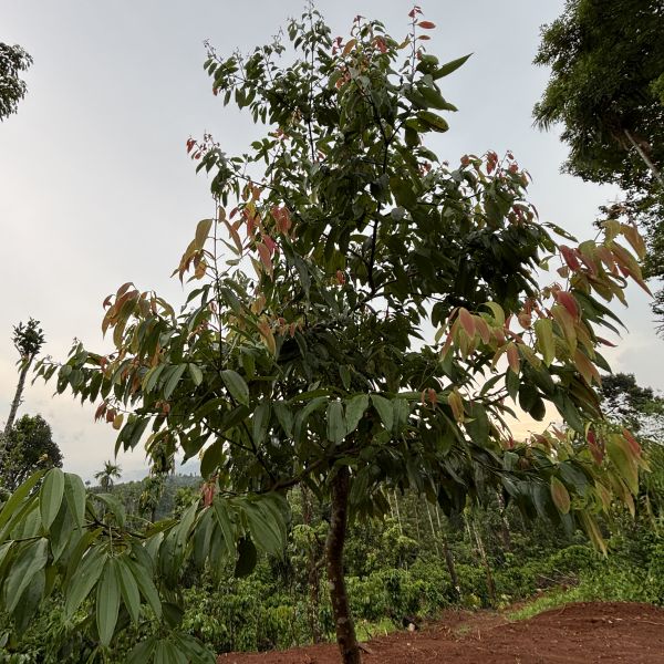 Cinnamomum malabatru | Wild cinnamon - Indian trees