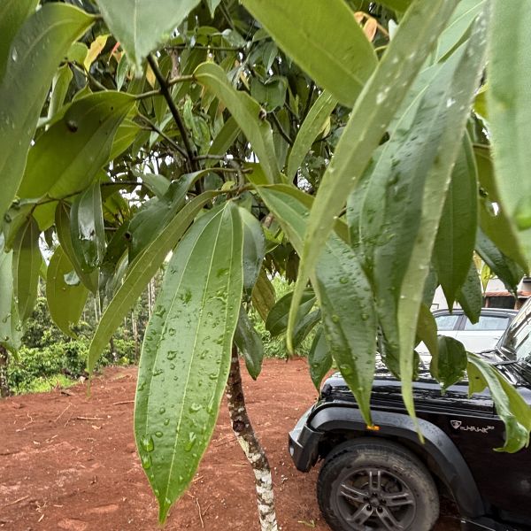 Cinnamomum malabatru | Wild cinnamon - Indian trees