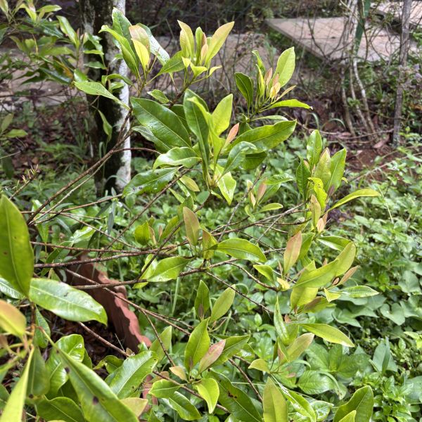 Syzygium aromaticum | Clove - Indian spice trees | Garden trees