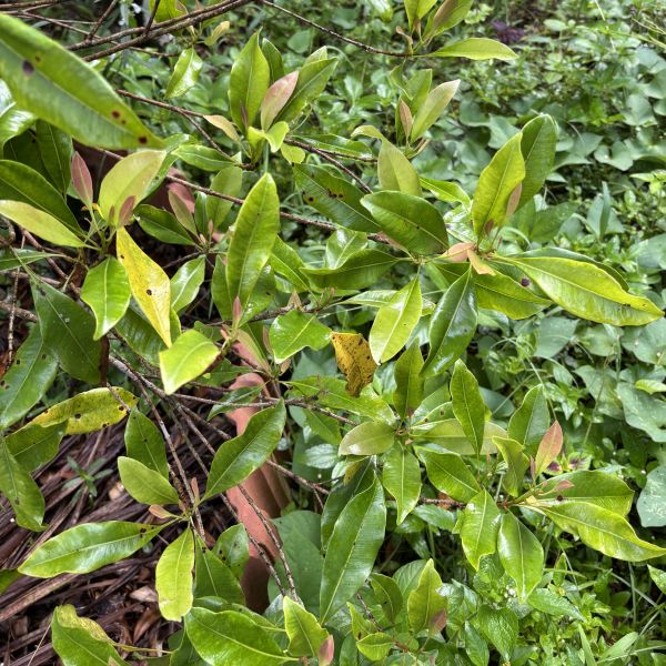 Syzygium aromaticum | Clove - Indian spice trees | Garden trees