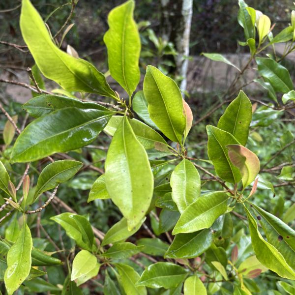 Syzygium aromaticum | Clove - Indian spice trees | Garden trees