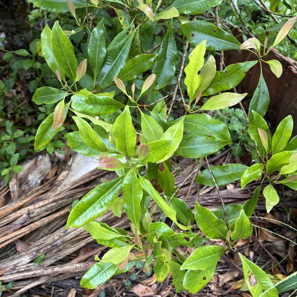 Syzygium aromaticum | Clove - Indian spice trees | Garden trees