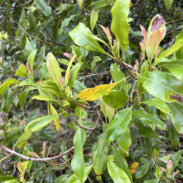 Syzygium aromaticum | Clove - Indian spice trees | Garden trees