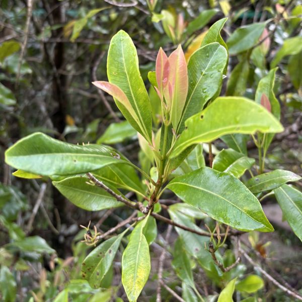 Syzygium aromaticum | Clove - Indian spice trees | Garden trees