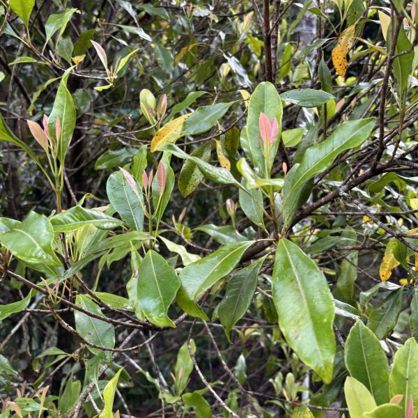 Syzygium aromaticum | Clove - Indian spice trees | Garden trees