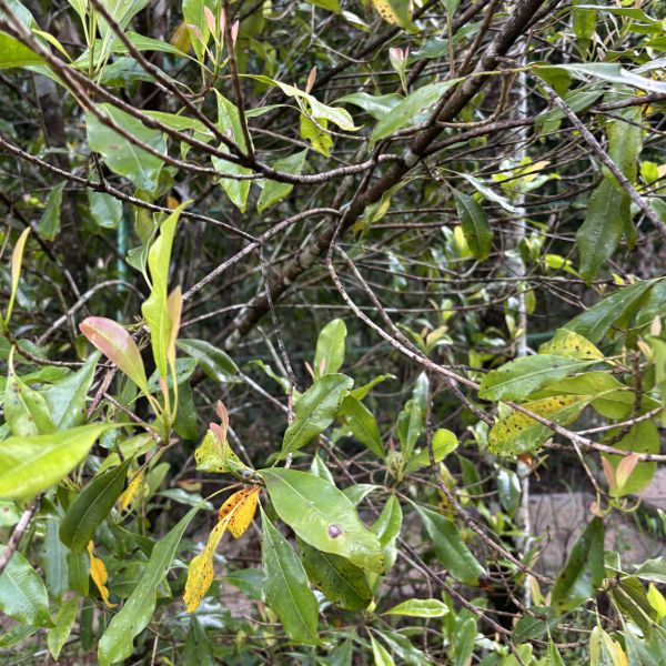 Syzygium aromaticum | Clove - Indian spice trees | Garden trees