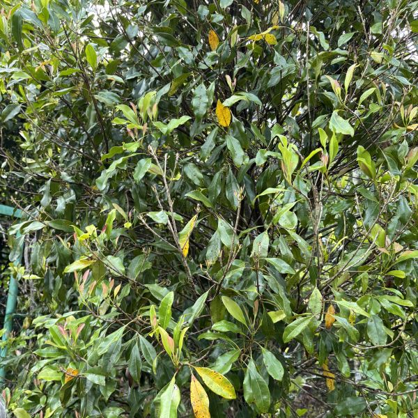 Syzygium aromaticum | Clove - Indian spice trees | Garden trees