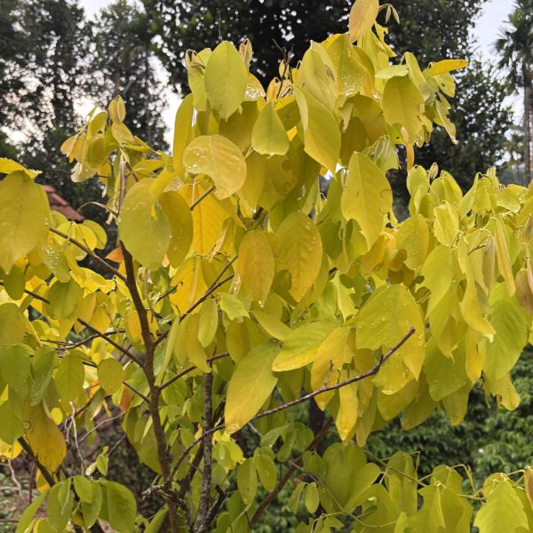 Dendrolobium umbellatum | Horse bush - Indian garden trees