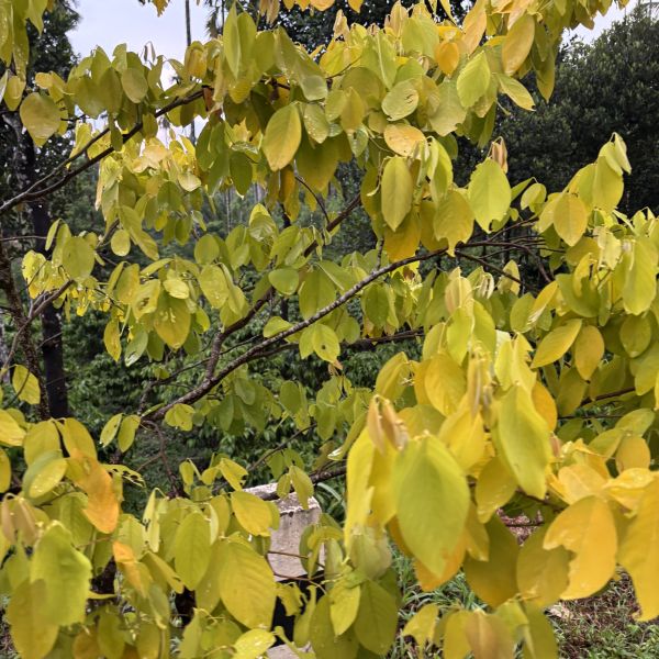 Dendrolobium umbellatum | Horse bush - Indian garden trees