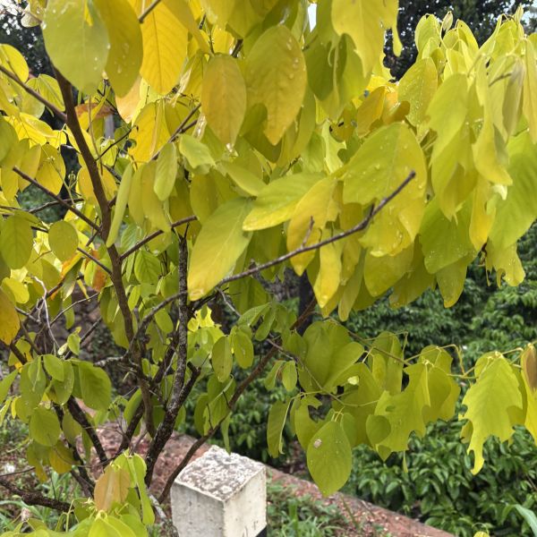 Dendrolobium umbellatum | Horse bush - Indian garden trees