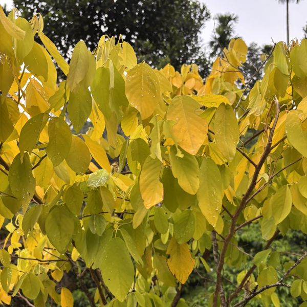 Dendrolobium umbellatum | Horse bush - Indian garden trees