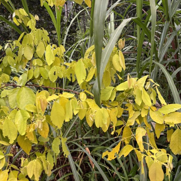 Dendrolobium umbellatum | Horse bush - Indian garden trees