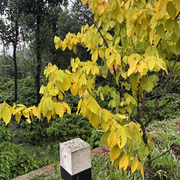 Dendrolobium umbellatum | Horse bush - Indian garden trees