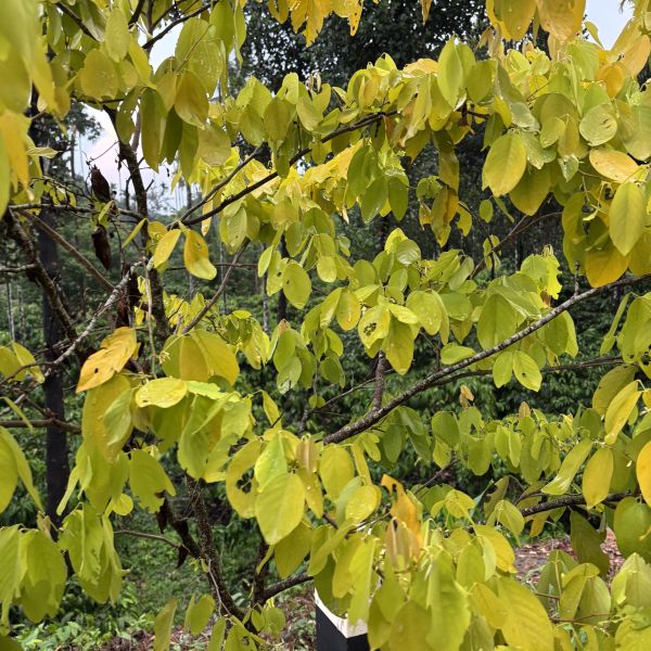 Dendrolobium umbellatum | Horse bush - Indian garden trees