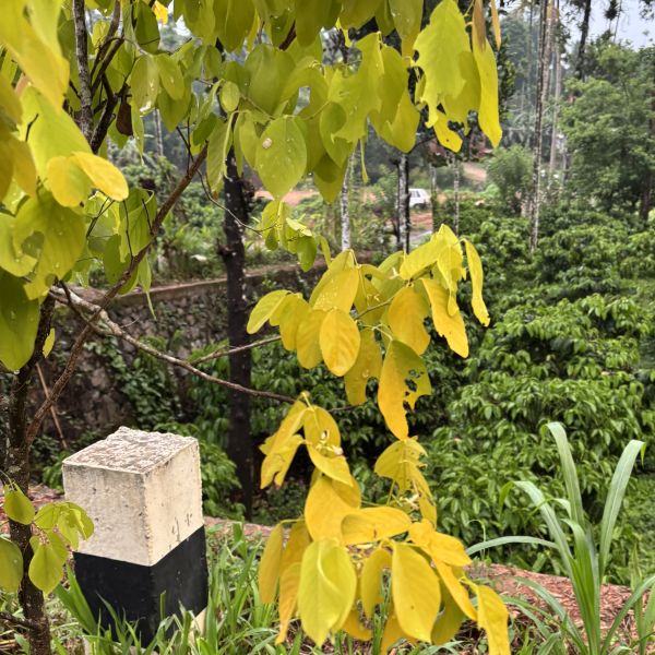 Dendrolobium umbellatum | Horse bush - Indian garden trees