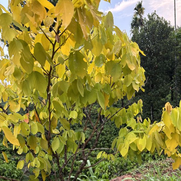 Dendrolobium umbellatum | Horse bush - Indian garden trees
