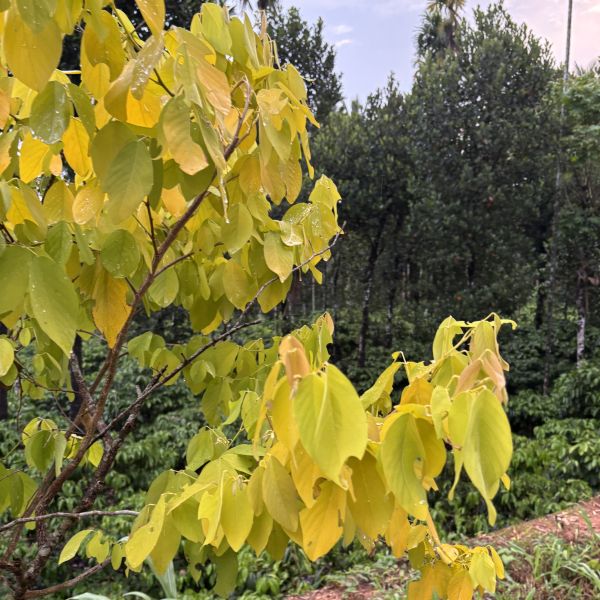 Dendrolobium umbellatum | Horse bush - Indian garden trees