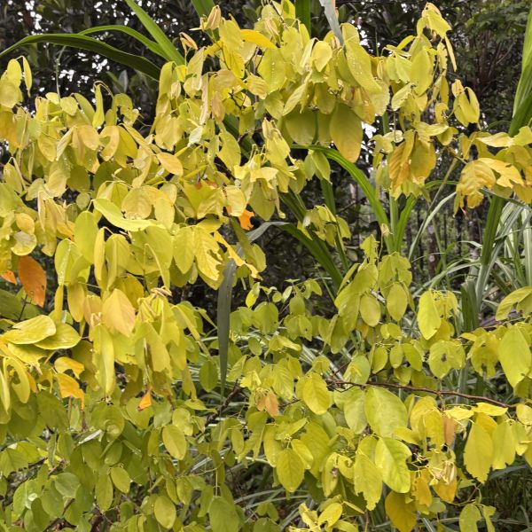 Dendrolobium umbellatum | Horse bush - Indian garden trees