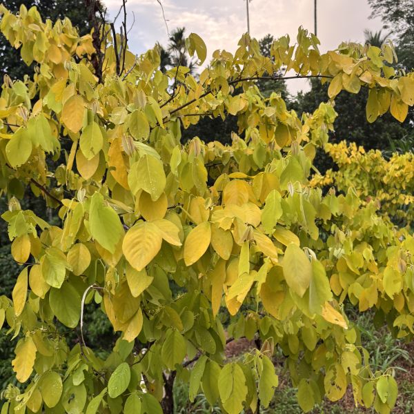 Dendrolobium umbellatum | Horse bush - Indian garden trees