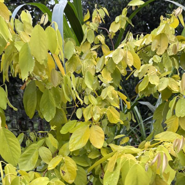 Dendrolobium umbellatum | Horse bush - Indian garden trees