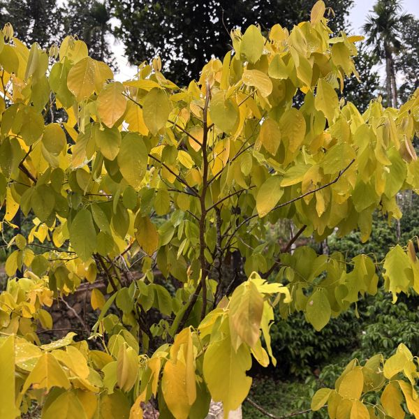 Dendrolobium umbellatum | Horse bush - Indian garden trees