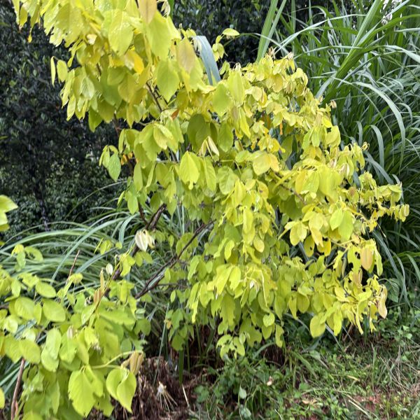 Dendrolobium umbellatum | Horse bush - Indian garden trees